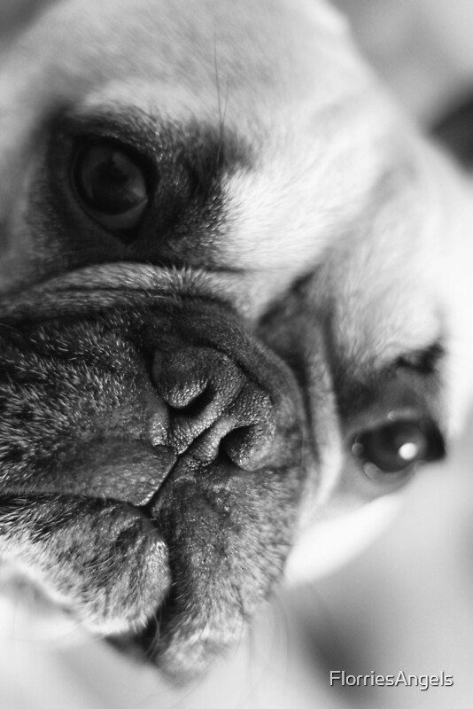 "Frankie Farty Pants - French Bull Dog - Black & White Image" by ...
