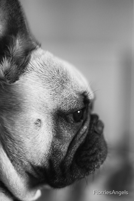 "Frankie Farty Pants - French Bull Dog - Black & White Image" by ...
