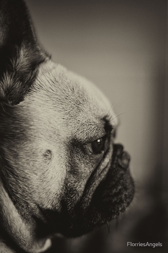 "Frankie Farty Pants - French Bull Dog - Sepia Image" by FlorriesAngels ...