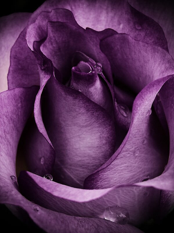 "Purple Rose" by CarlaSophia | Redbubble