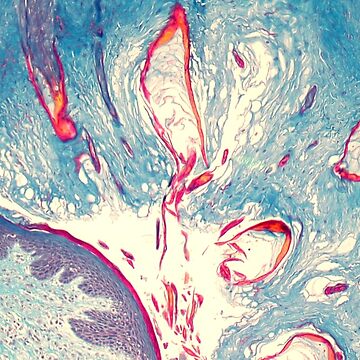 ""Hot Tongue"" Sticker for Sale by Damien Harkin | Redbubble