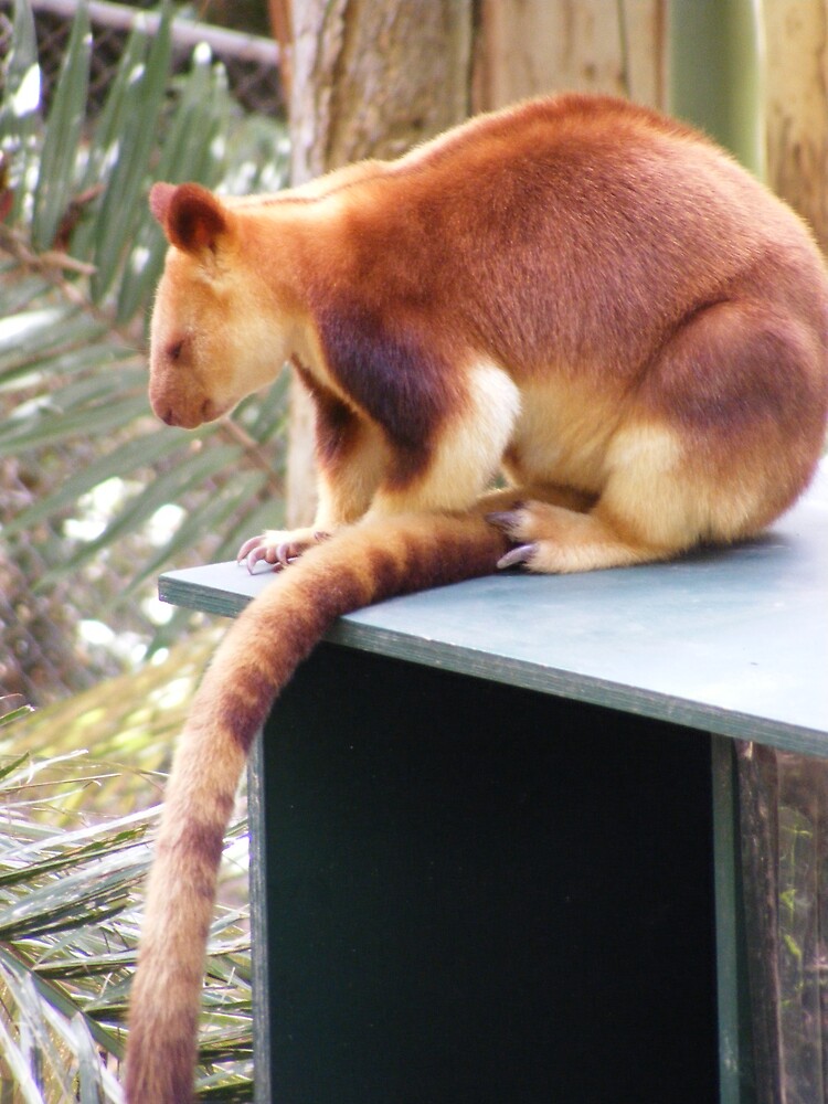 "red tree kangaroo, at Currumbin Sanctuary (Australia)" by gaylene ...