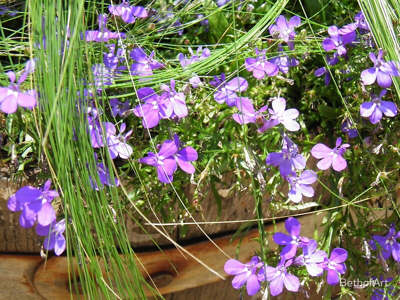 "Little Dainty Violet Flowers" by BethofArt | Redbubble