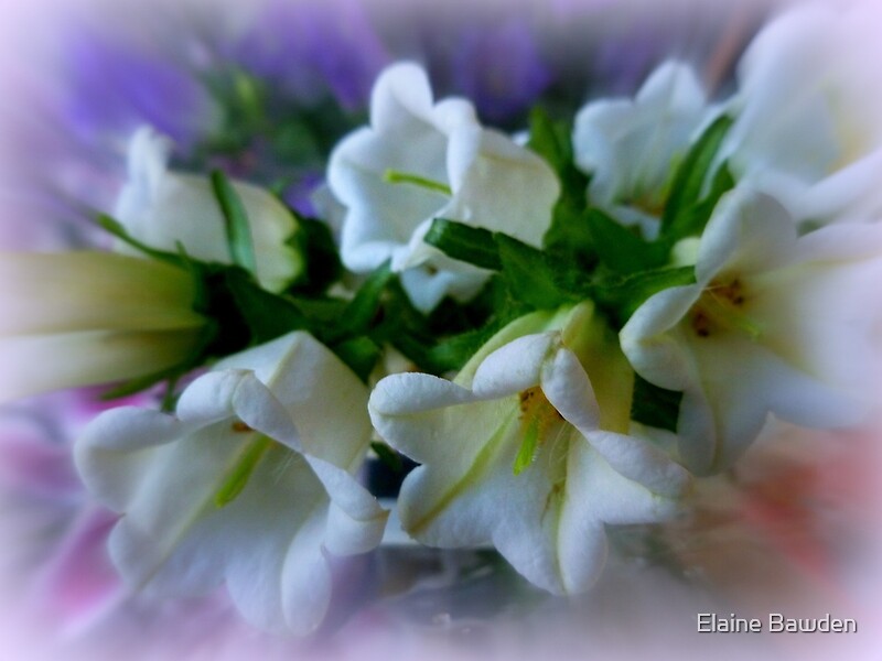 "Spring Bells" by Elaine Bawden | Redbubble