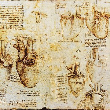 Kunstdruck for Sale mit "Anatomische Zeichnung des Herzens und seiner Blutgefäße von Leonardo da ...