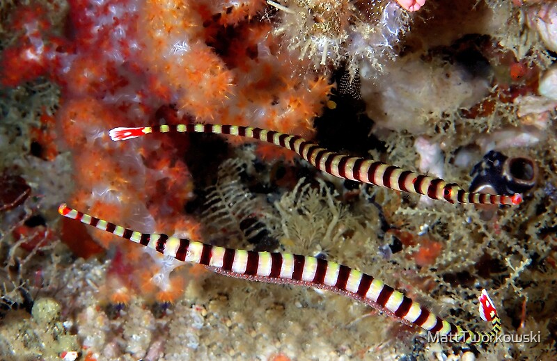 "Banded Pipefish" by MattTworkowski | Redbubble