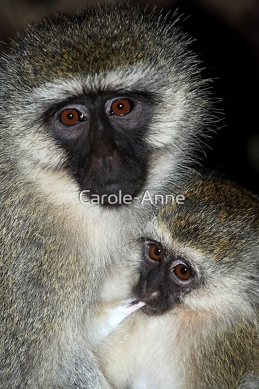 "Primate - Black-faced Vervet Monkey, Kenya. " by Carole-Anne | Redbubble