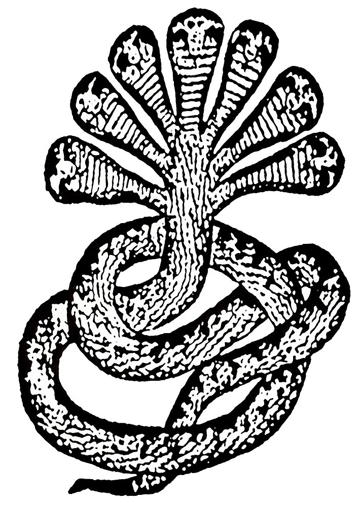 "SLA - Symbionese Liberation Army Snake" by umbrellaman | Redbubble