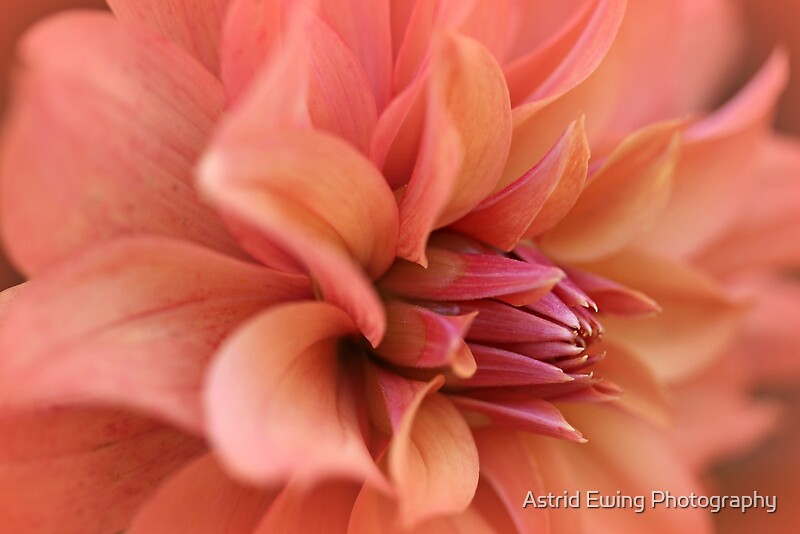 "Depth of Dahlia" by ASTRID EWING | Redbubble