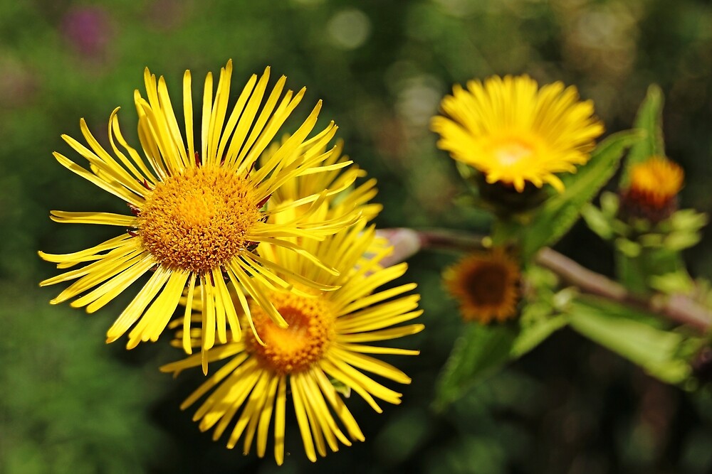 "Inula Helenium" by Debbie Oppermann | Redbubble