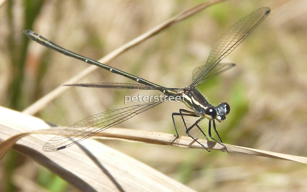 "Sydney Flatwing, Austroargiolestes isabellae" by peterstreet | Redbubble