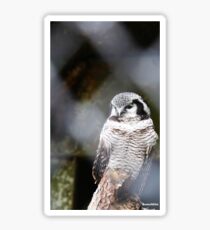 Owl City: Stickers | Redbubble