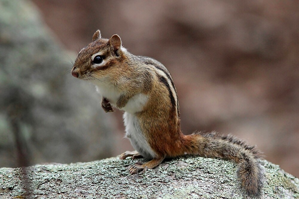 "Chipmunk sitting up" by Linda Crockett | Redbubble