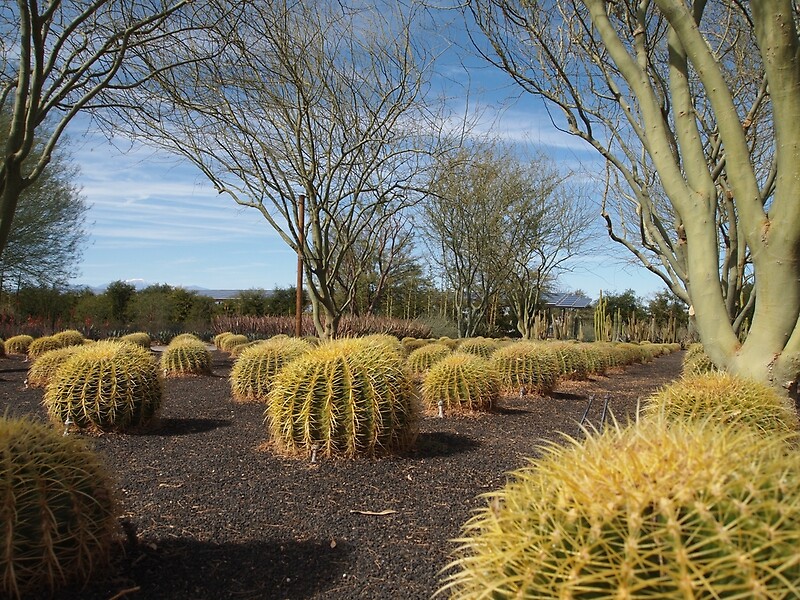 "Coachella Valley Cactus Garden at Sunnylands" by Douglas E. Welch ...