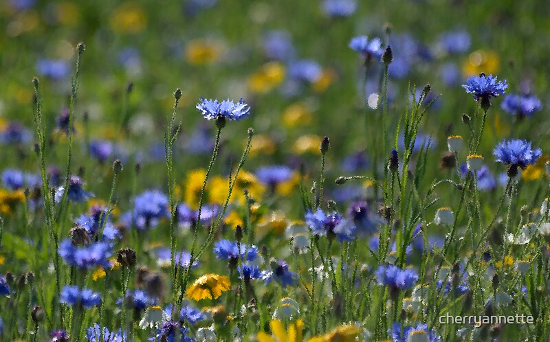 "Cornflower field" by cherryannette | Redbubble