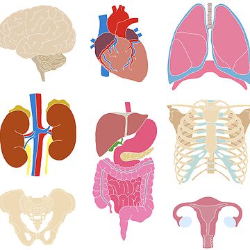 "Organs" Sticker for Sale by emm416 | Redbubble