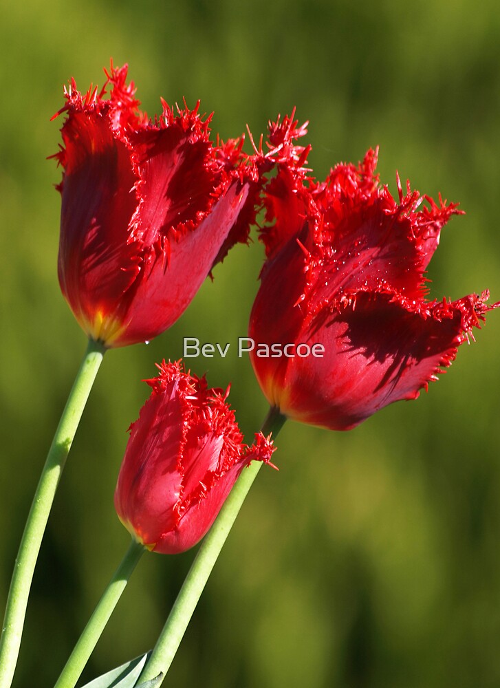 "Red Frilled Tulips" by Bev Pascoe | Redbubble