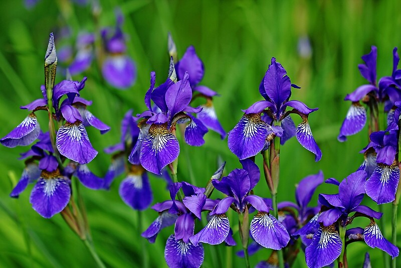 "Iris Bouquet" by Debbie Oppermann | Redbubble