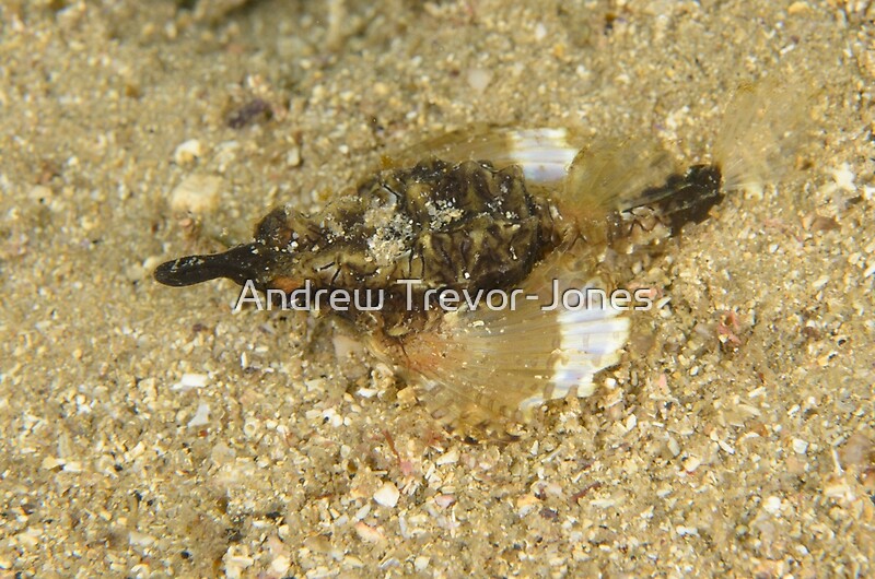 "Little Dragonfish - Eurypegasus draconis" by Andrew Trevor-Jones ...