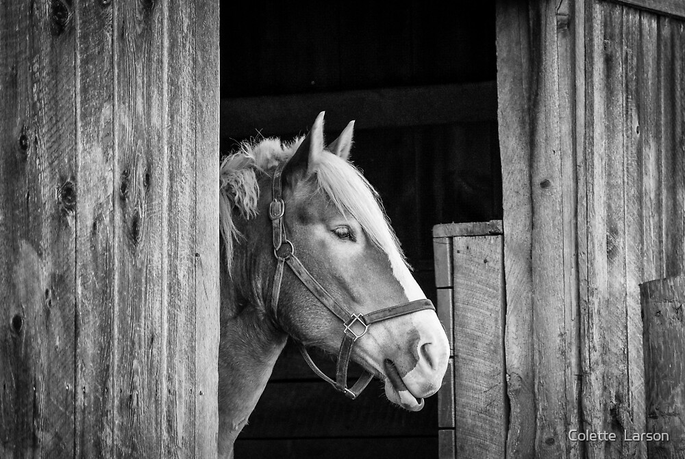""Beauty in the Barn" - Black & White" by Colette Larson | Redbubble