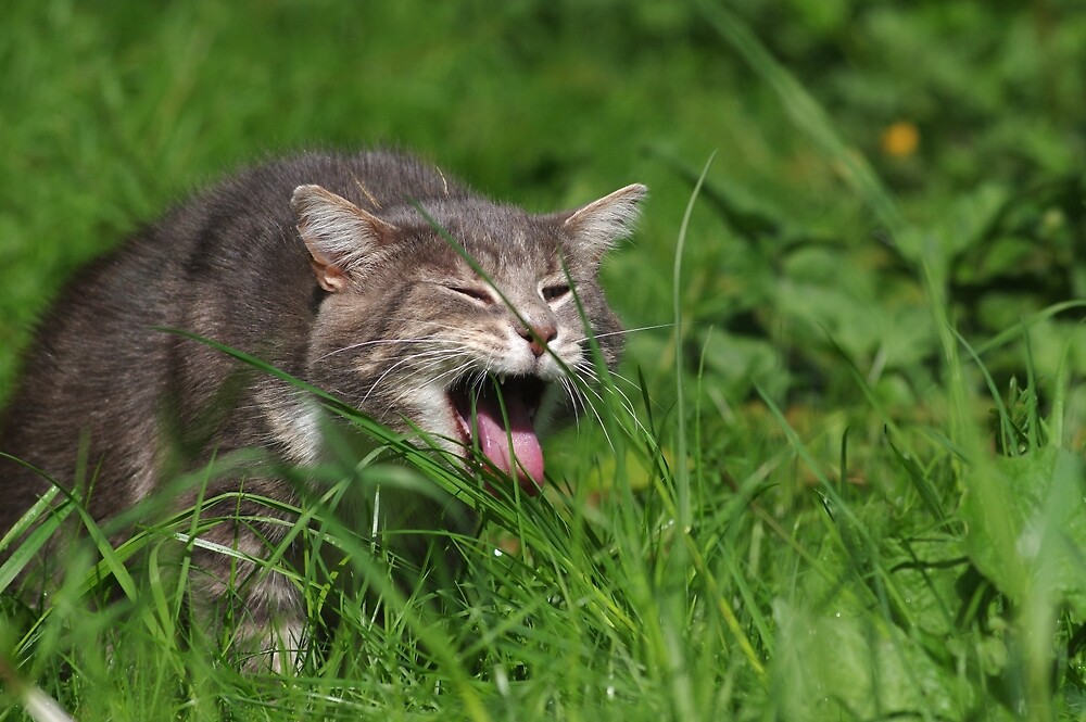"Barf cat" by turniptowers | Redbubble