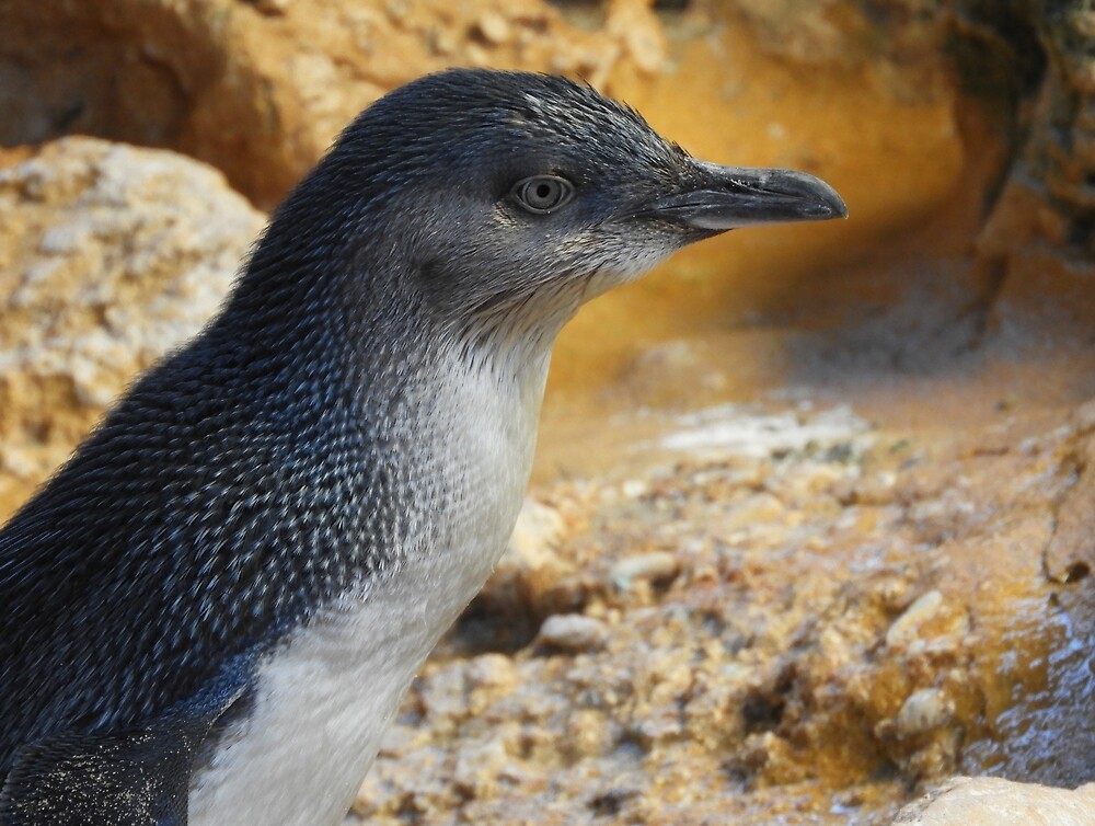 "Little penguin (Eudyptula minor) - Penguin Island, Western Australia ...