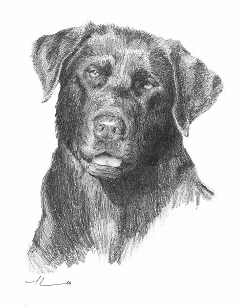 "Chocolate lab drawing" by mike theuer | Redbubble