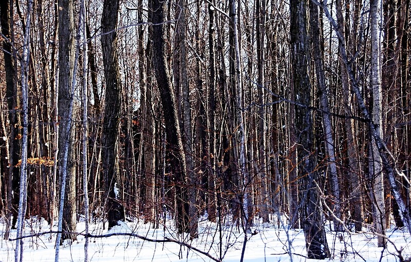 Cant See The Forest For The Trees By Debbie Oppermann Redbubble 