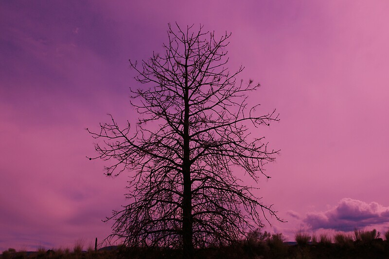 "heavenly shades" by roger smith | Redbubble