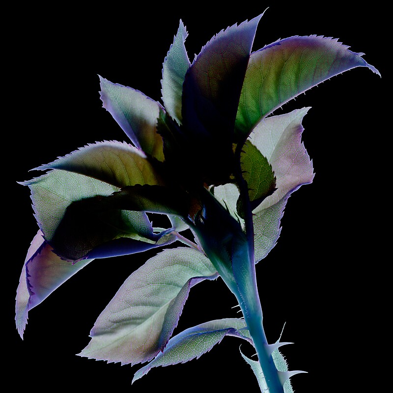 "Rose Invert" by Marsha Tudor | Redbubble