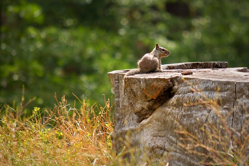 "Mountain Squirrel" by K D Graves Photography | Redbubble