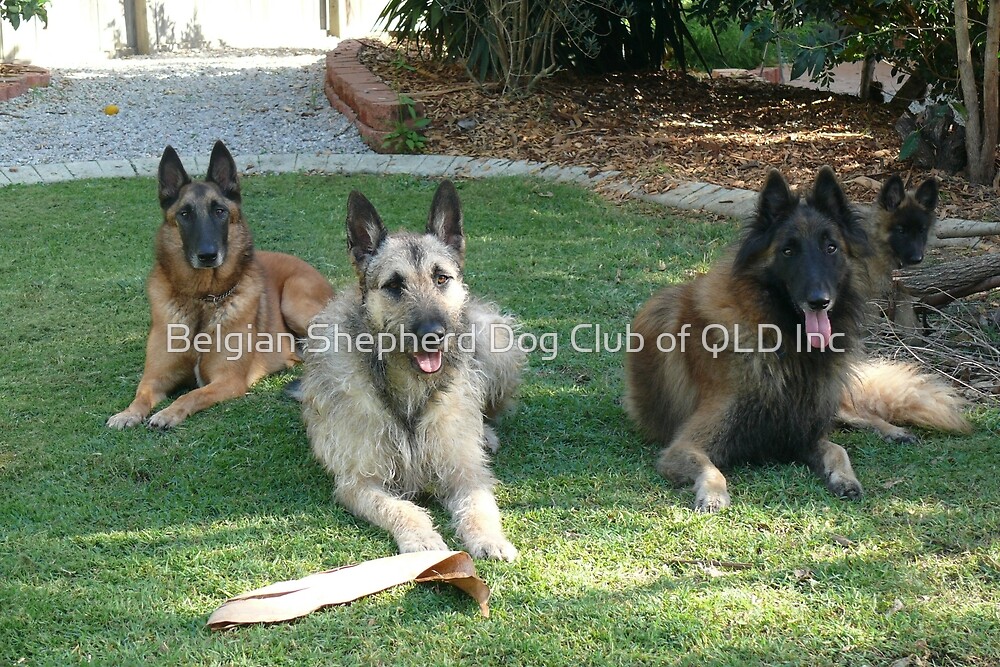 "2018 3 varieties Malinois Laekenois Tervueren" by Belgian Shepherd Dog ...
