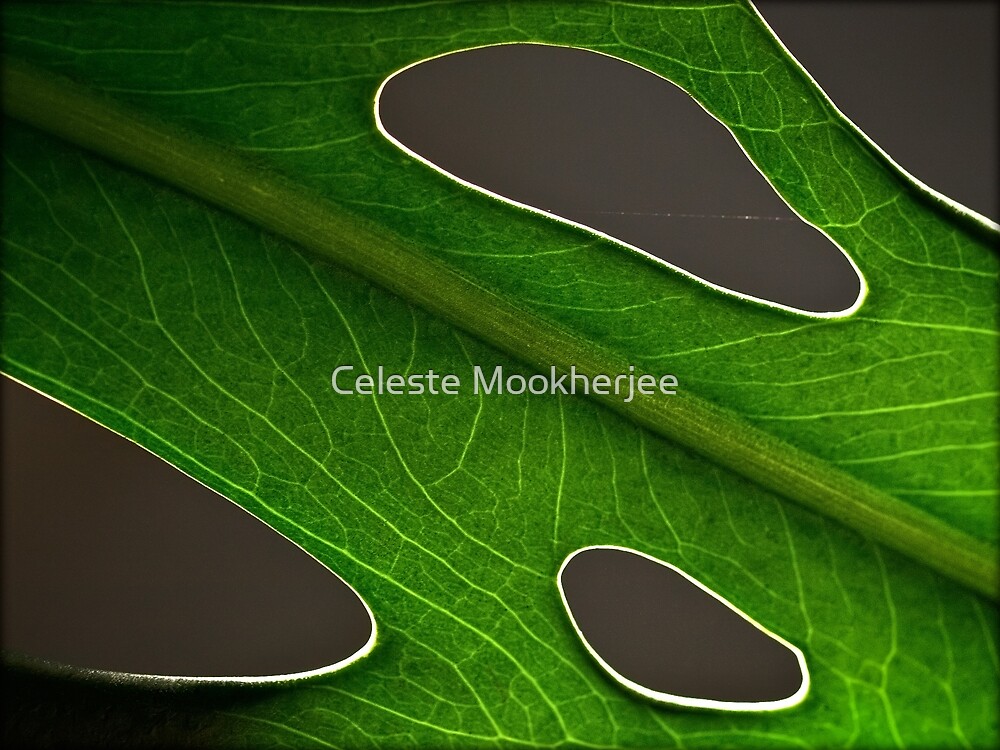 "Leaf geometry" by Celeste Mookherjee | Redbubble