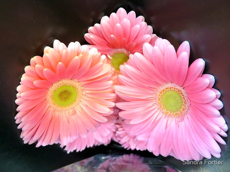 "A Beautiful Crowd" by Sandra Fortier | Redbubble