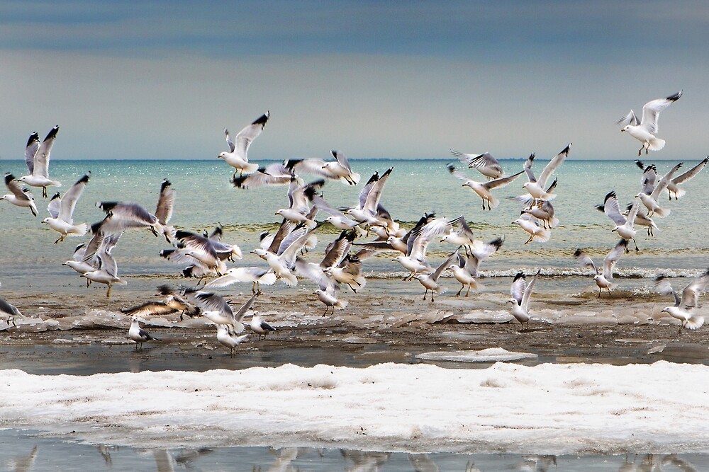 "Gulls in Flight" by Dave Hare | Redbubble