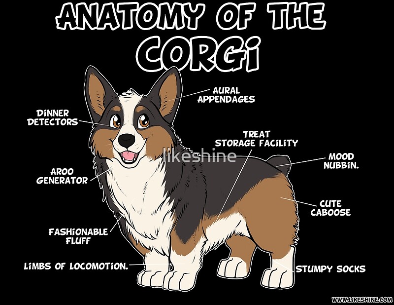 "Anatomy of the Corgi - tricolor" by likeshine | Redbubble