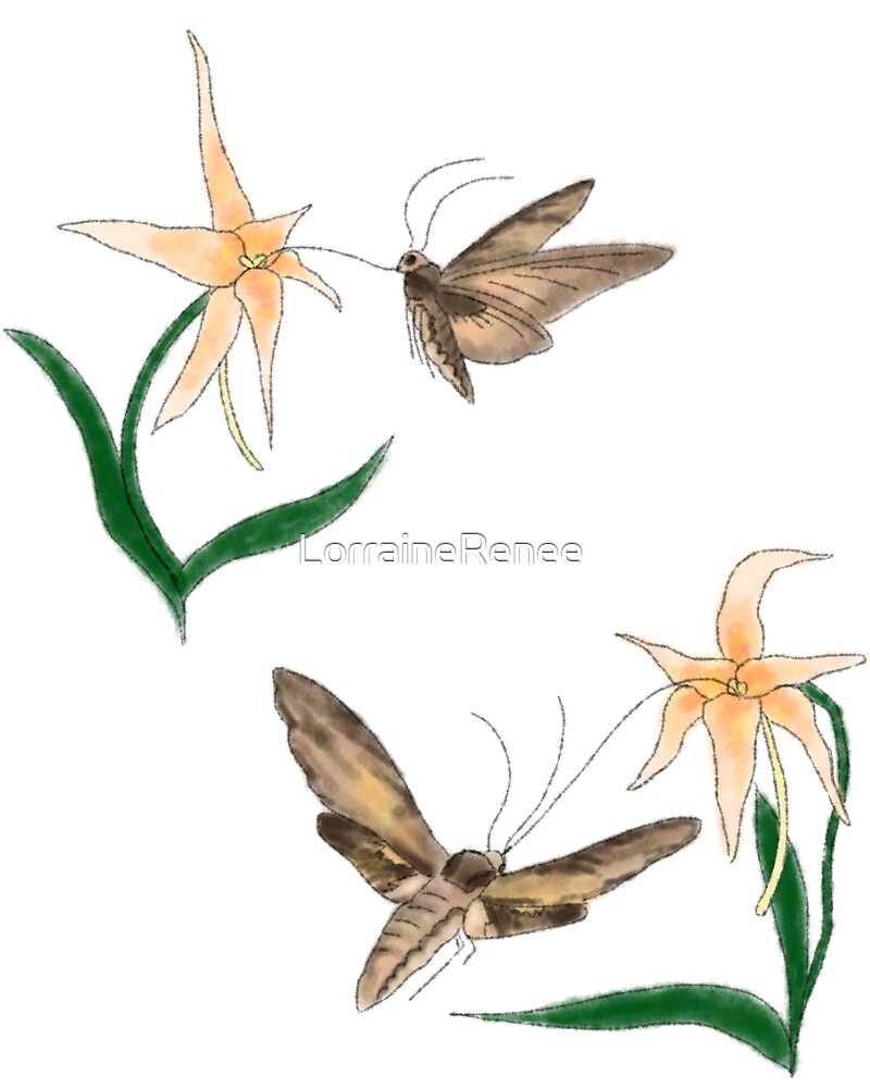 "Moth Orchid Coevolution" by LorraineRenee | Redbubble