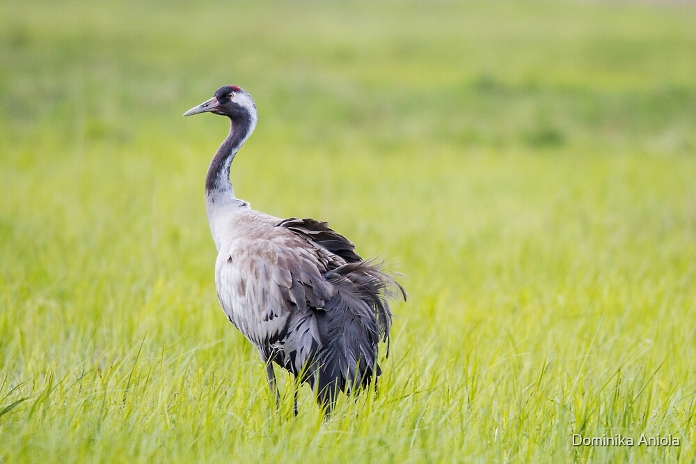 "Common Crane" by Dominika Aniola | Redbubble