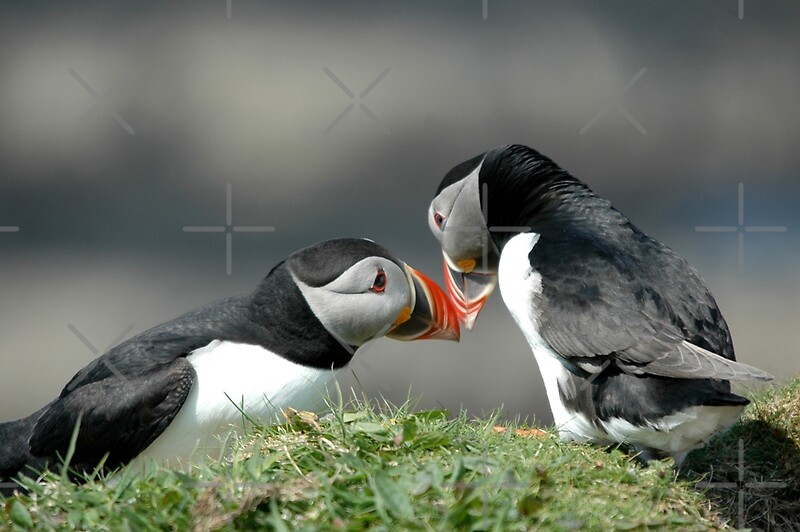"Puffins welcoming each other home" by SiobhanFraser | Redbubble