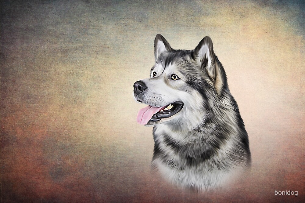 "Drawing Dog Alaskan Malamute" by bonidog | Redbubble