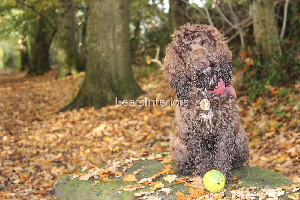 "Cockapoo with Autumn Leaves in Woods" by LearsInteriors | Redbubble