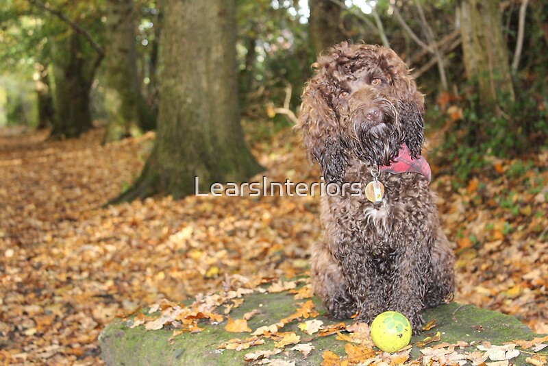 "Cockapoo with Autumn Leaves in Woods" by LearsInteriors | Redbubble