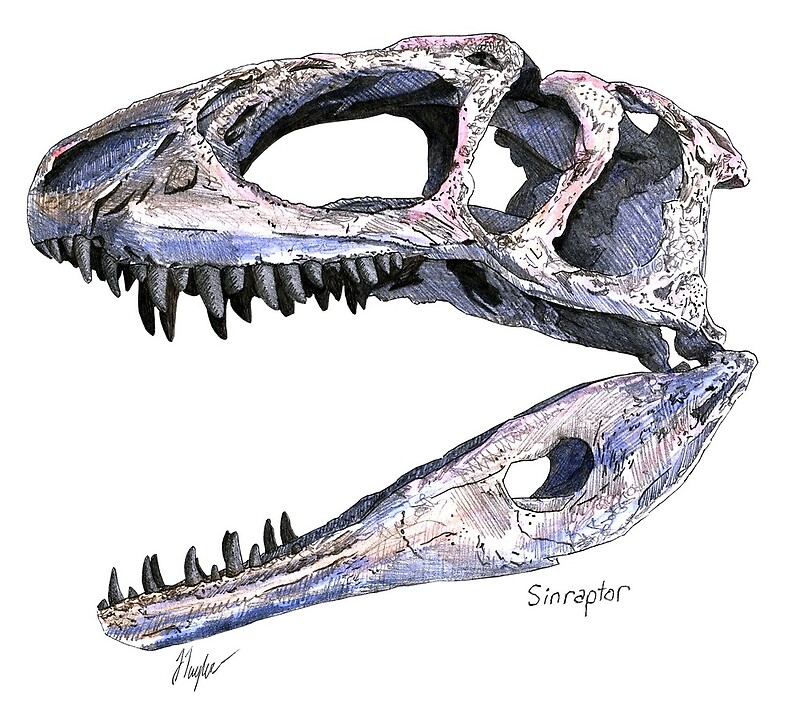 "Sinraptor Skull" by JedTaylor | Redbubble
