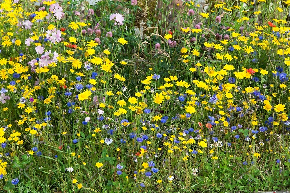 "Patch of Colourful Wildflowers" by SiobhanFraser | Redbubble