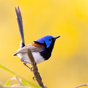 "Purple Backed Fairy Wren" Poster for Sale by mickkelly68 | Redbubble