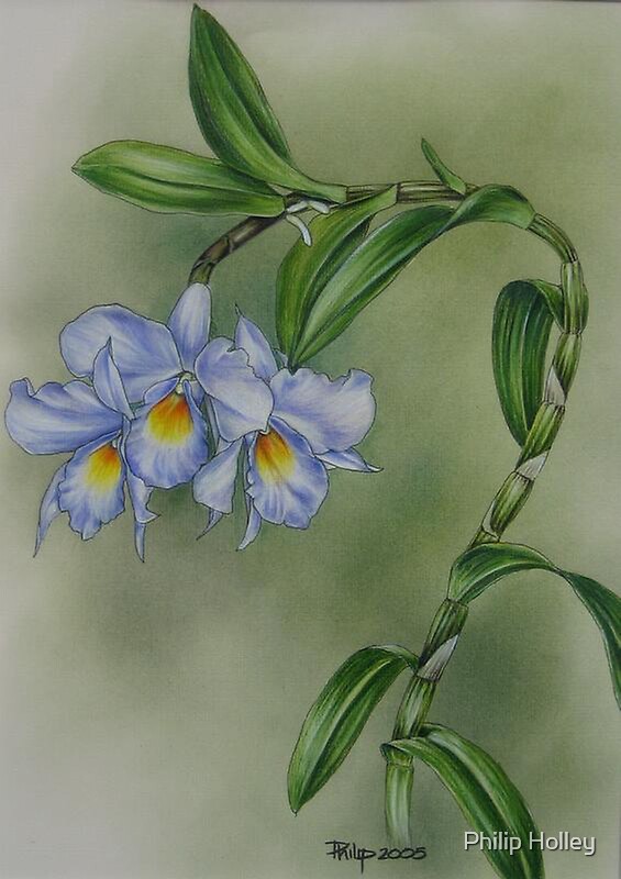 "Blue dendrobium orchid" by Philip Holley | Redbubble