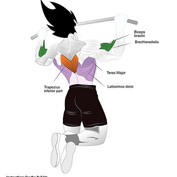 "Pull-Up Muscle Chart - Anatomy Diagram - Anime Gym Motivational ...
