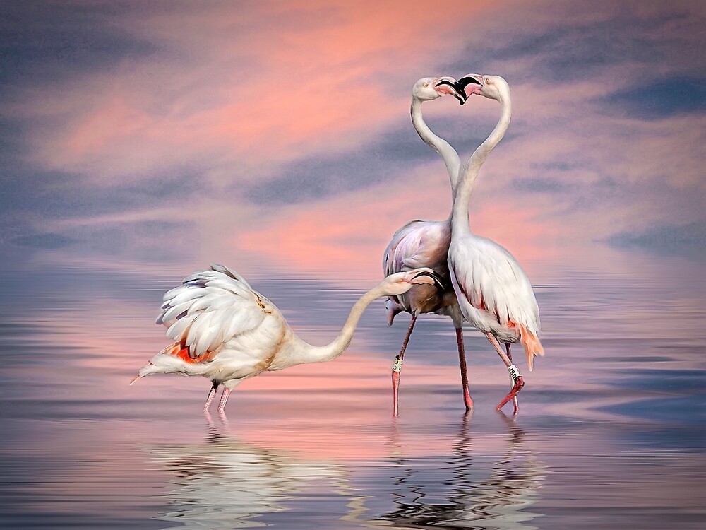 "Two's company, three's a crowd" by Brian Tarr | Redbubble