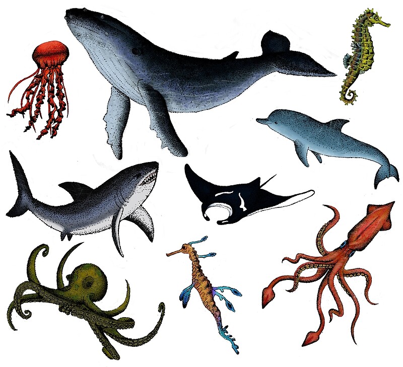 "Marine Animals Color / Ocean Animals Color" by necuseban | Redbubble