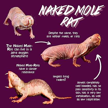 "Naked Mole Rat Fun Facts" Poster for Sale by KyleNesas | Redbubble